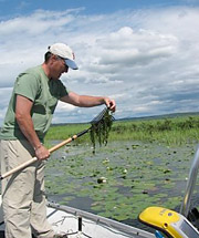 Project scientist inventorying vegetation. Photo: Arrowwood Environmental.